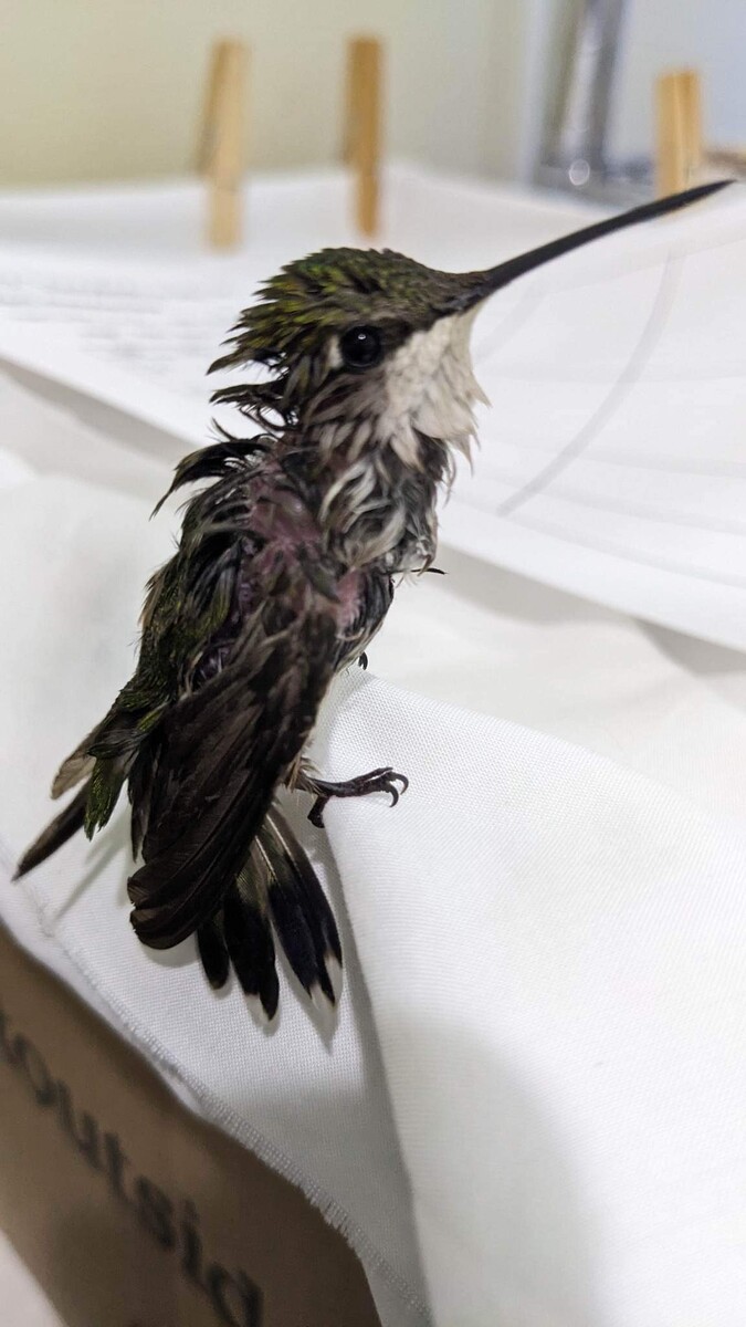 Raptor Education Group Inc. Asks Residents to Reconsider Feeding Birds ...