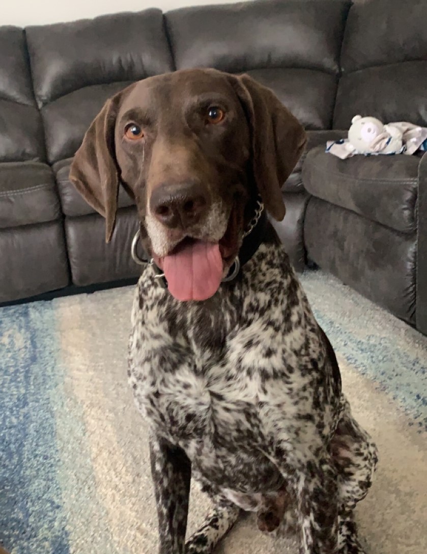 Clark County K9 Arthur Hits Career Milestone - News - Central Wisconsin ...