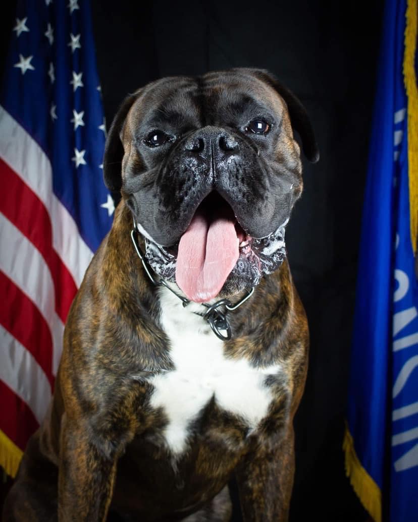 Owen-Withee K9 Diagnosed with Kidney Disease - News - Central Wisconsin ...