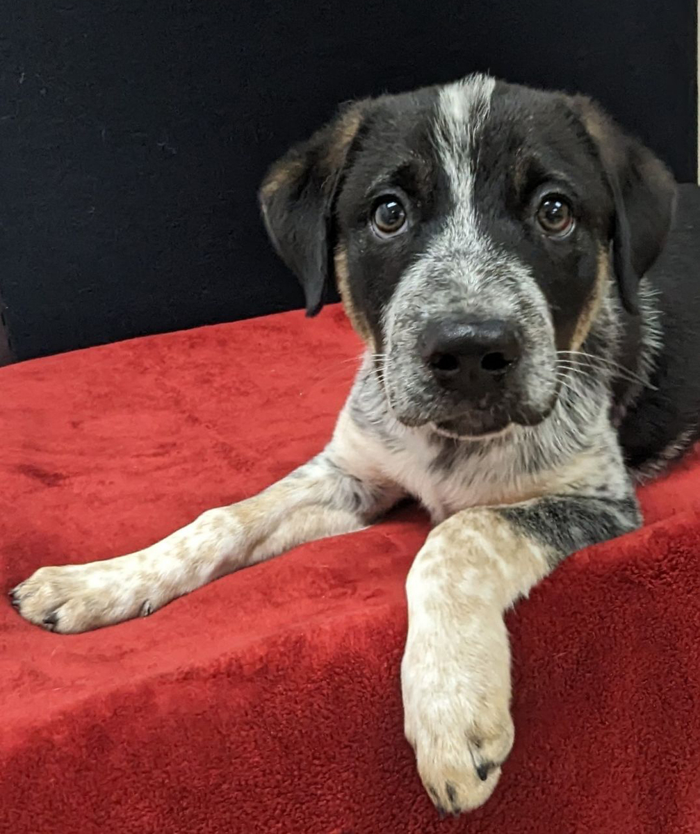 Clark County Humane Society Pet of the Week: Waylon Jennings - News ...