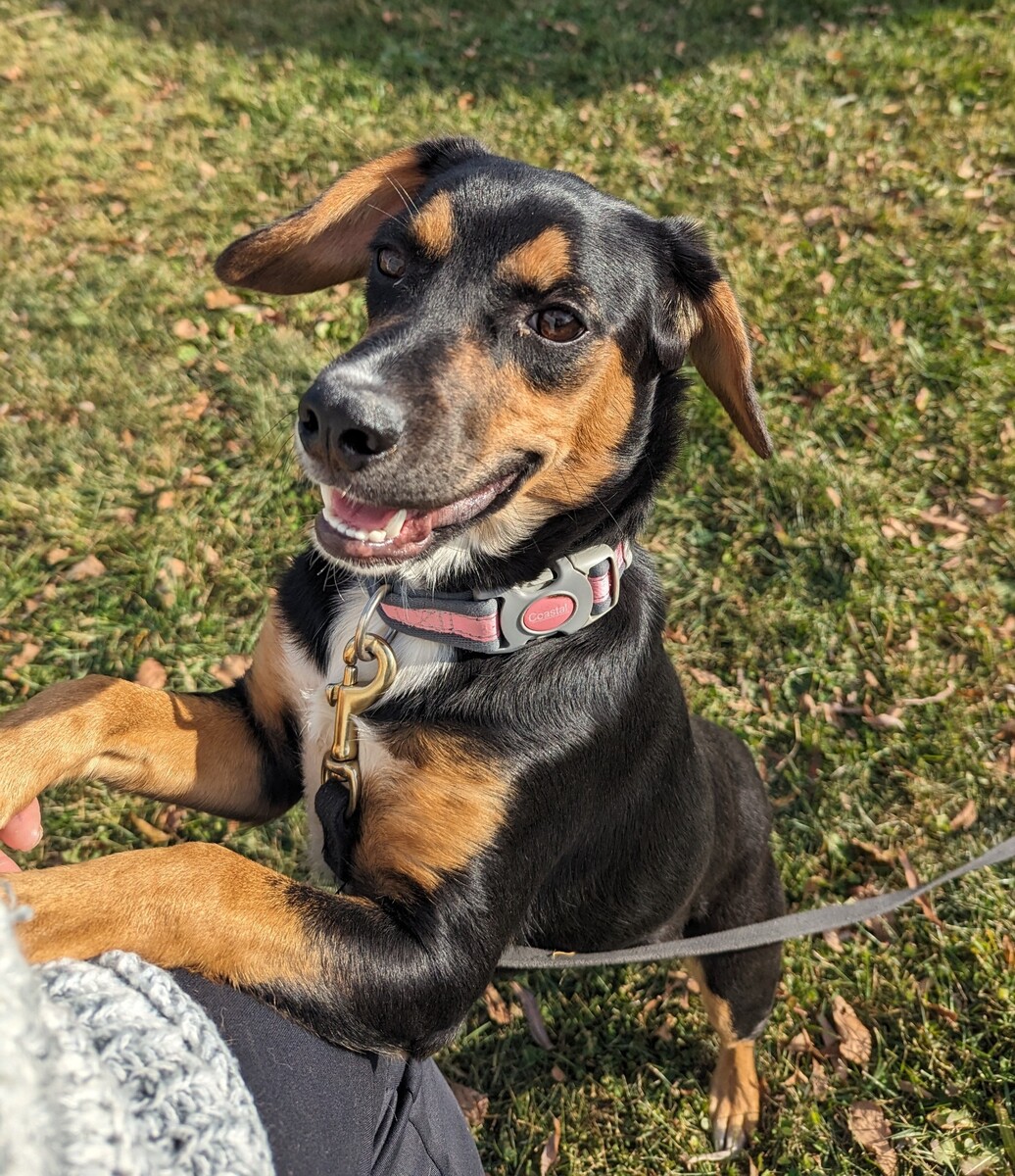Clark County Humane Society Pet of the Week: Acorn - News - Central ...