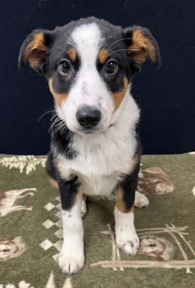 Clark County Humane Society Pet of the Week: Arthur - News - Central ...