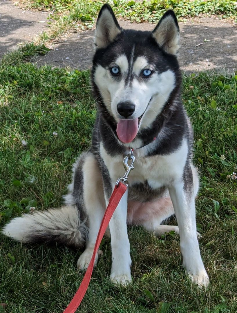 Clark County Humane Society Pet of the Week: Artica - News - Central ...