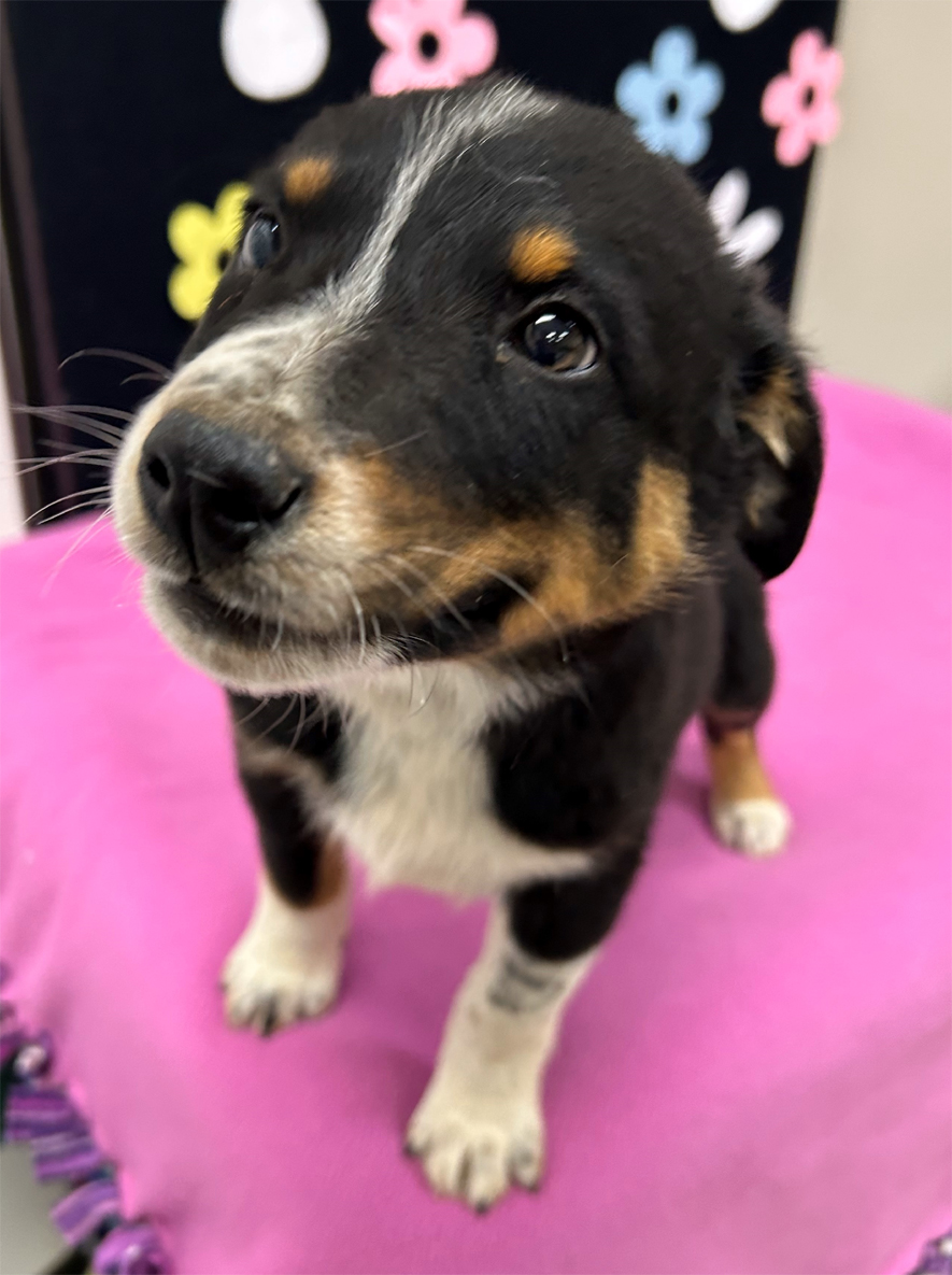 Clark County Humane Society Pet of the Week: Aruba - News - Central ...