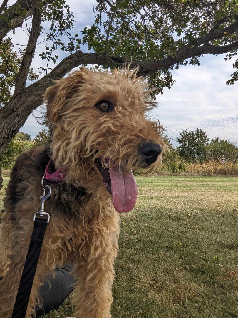 Clark County Humane Society Pet of the Week: Blaze - News - Central ...
