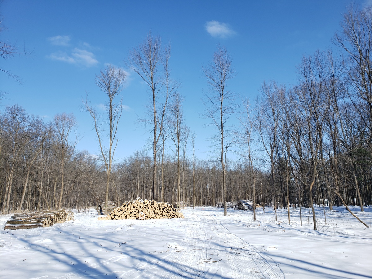 Management Plan for Emerald Ash Borer in Marshfield's Braem Park - News ...