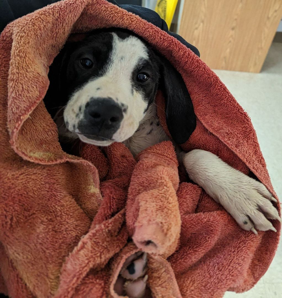 Clark County Humane Society Pet of the Week: Brenna - News - Central ...