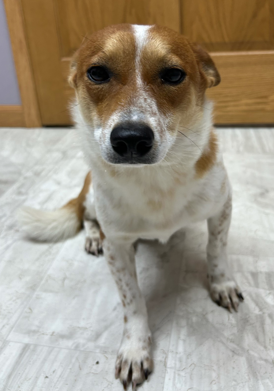 Clark County Humane Society Pet of the Week: Briar - News - Central ...