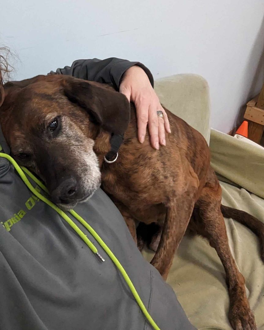 Clark County Humane Society Pet of the Week: Buster - News - Central ...