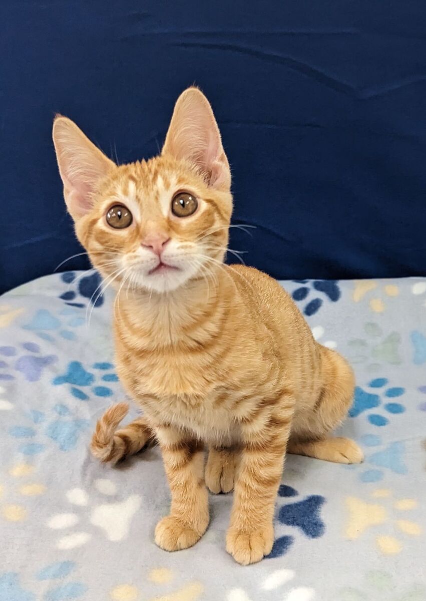 Clark County Humane Society Pet of the Week: Casey - News - Central ...