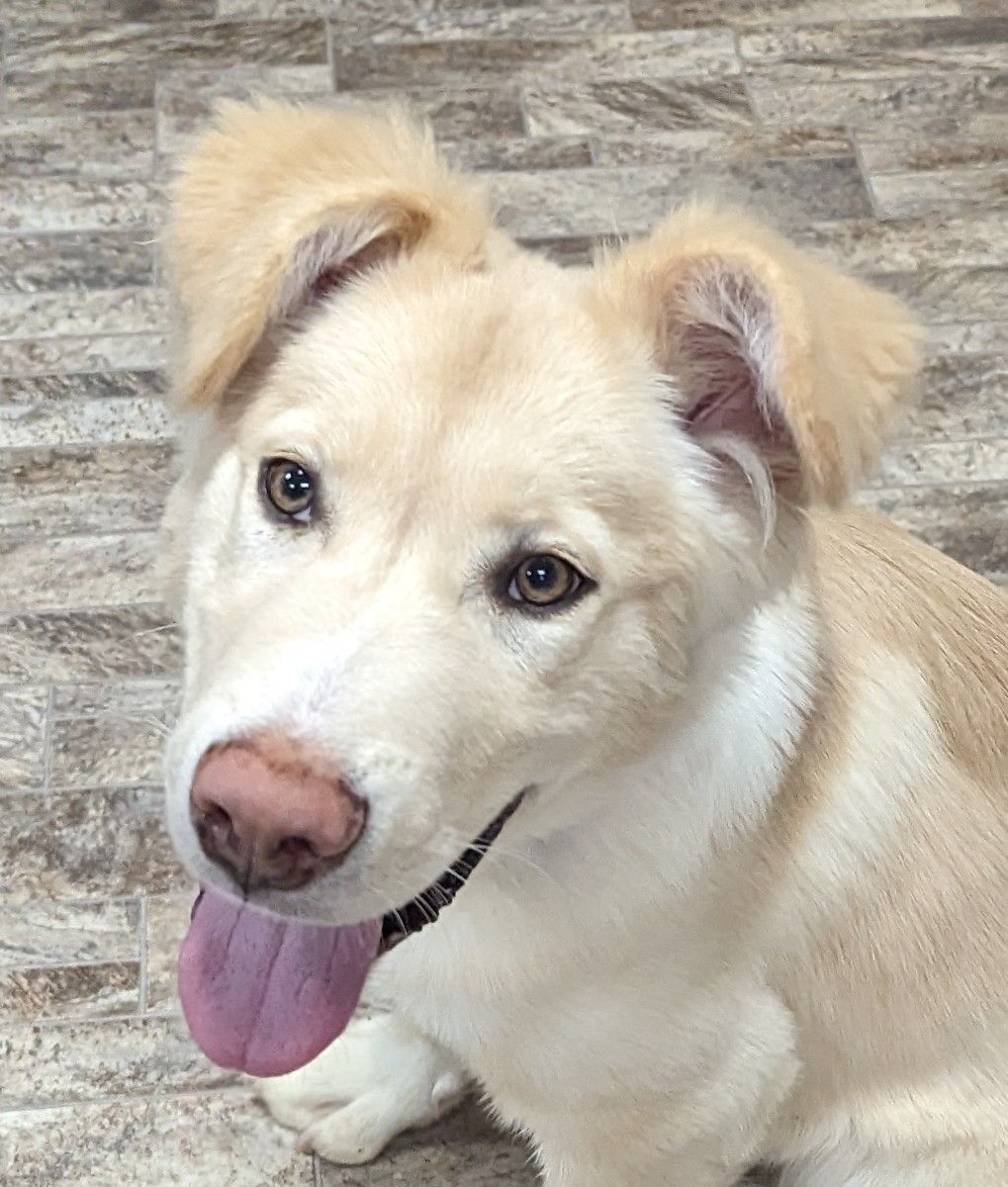 Clark County Humane Society Pet of the Week: Chance - News - Central ...