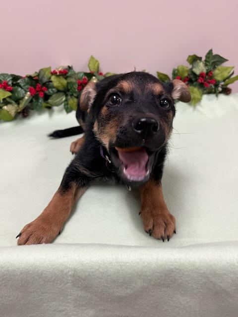 Clark County Humane Society Pet of the Week: Chandler - News - Central ...