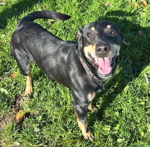 Clark County Humane Society Pet of the Week: Chico - News - Central ...