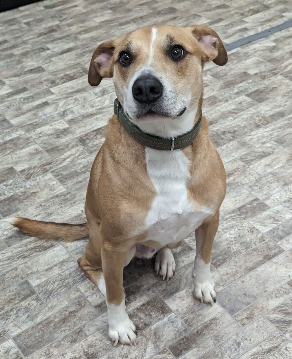 Clark County Humane Society Pet of the Week: Chip - News - Central ...