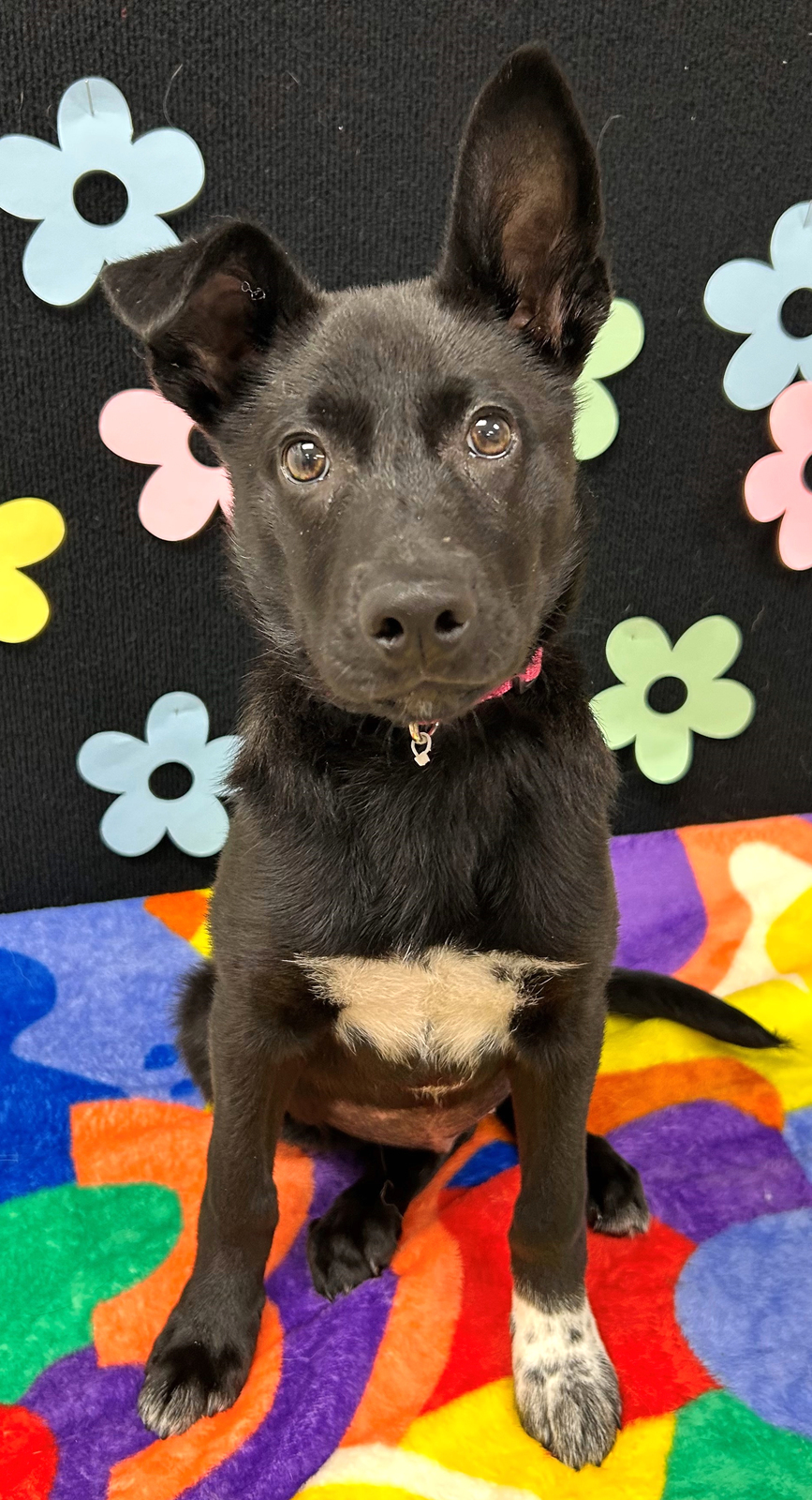 Clark County Humane Society Pet of the Week: Clayetta - News - Central ...