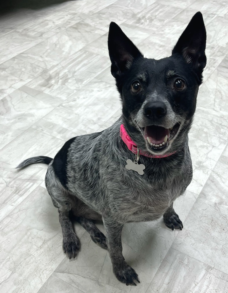 Clark County Humane Society Pet of the Week: Clover - News - Central ...