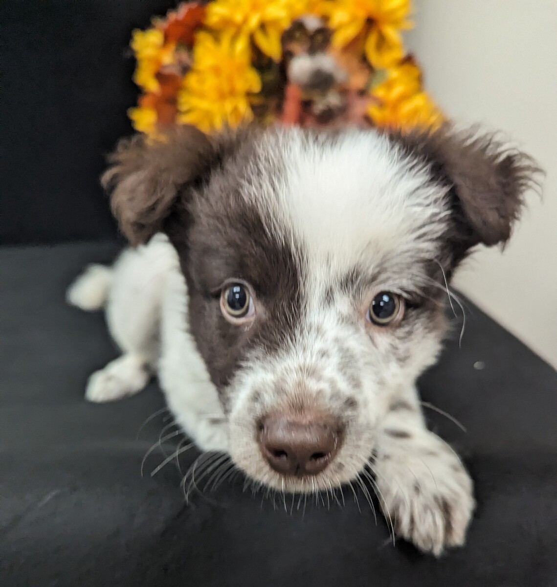 Clark County Humane Society Pet of the Week: Coffee - News - Central ...