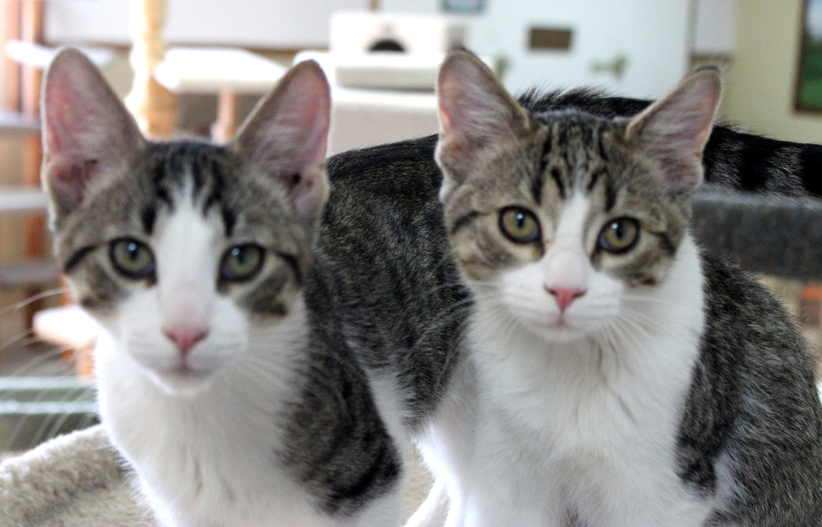Clark County Humane Society Pets of the Week: Conor and Rowan - News ...