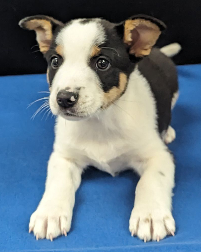 Clark County Humane Society Pet of the Week: Corona - News - Central ...