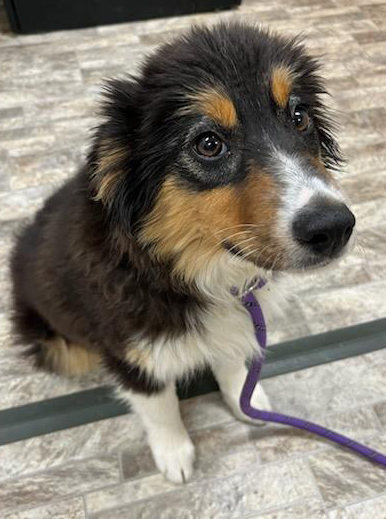 Clark County Humane Society Pet of the Week: Dill - News - Central ...