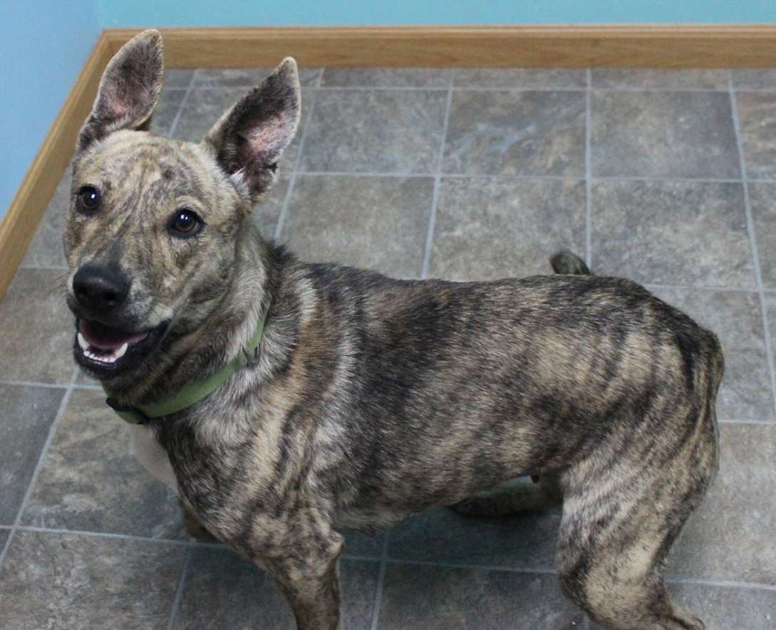 Clark County Humane Society Pet of the Week: Dolly - News - Central ...