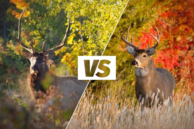 DNR Reminds Hunters to Know Their Target: Elk vs. Deer - News - Central ...