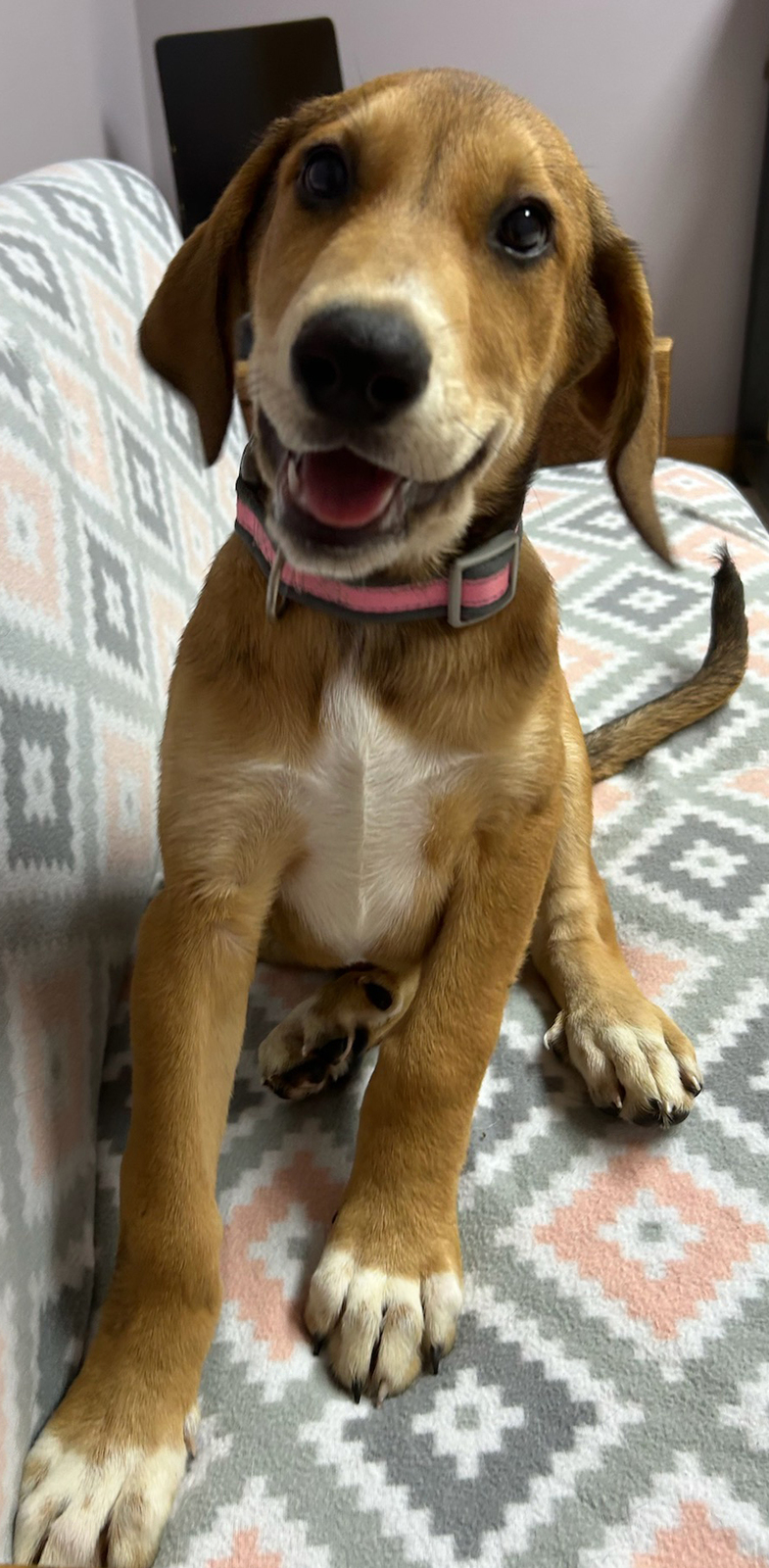 Clark County Humane Society Pet of the Week: Ferris - News - Central ...