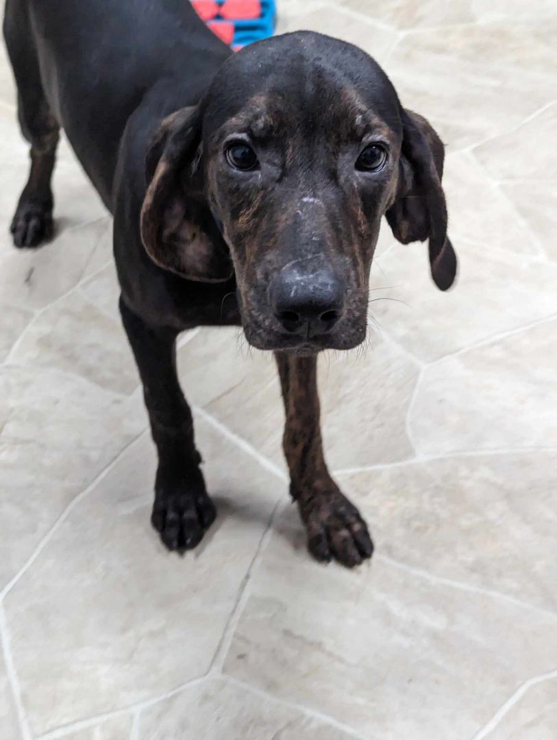 Clark County Humane Society Pet of the Week: Flash - News - Central ...