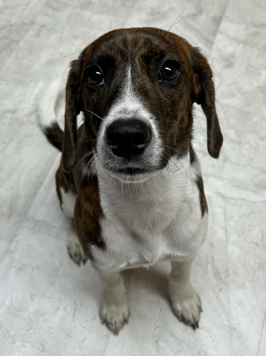 Clark County Humane Society's Pet of the Week: Florence - News ...
