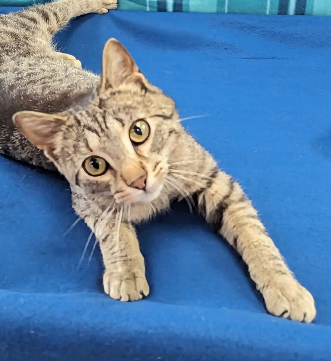 Clark County Humane Society Pet of the Week: Gager - News - Central ...