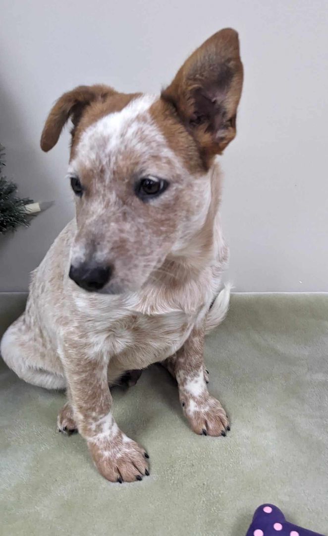 Clark County Humane Society Pet of the Week: Gil - News - Central ...