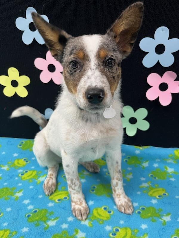 Clark County Humane Society Pet of the Week: Gin - News - Central ...