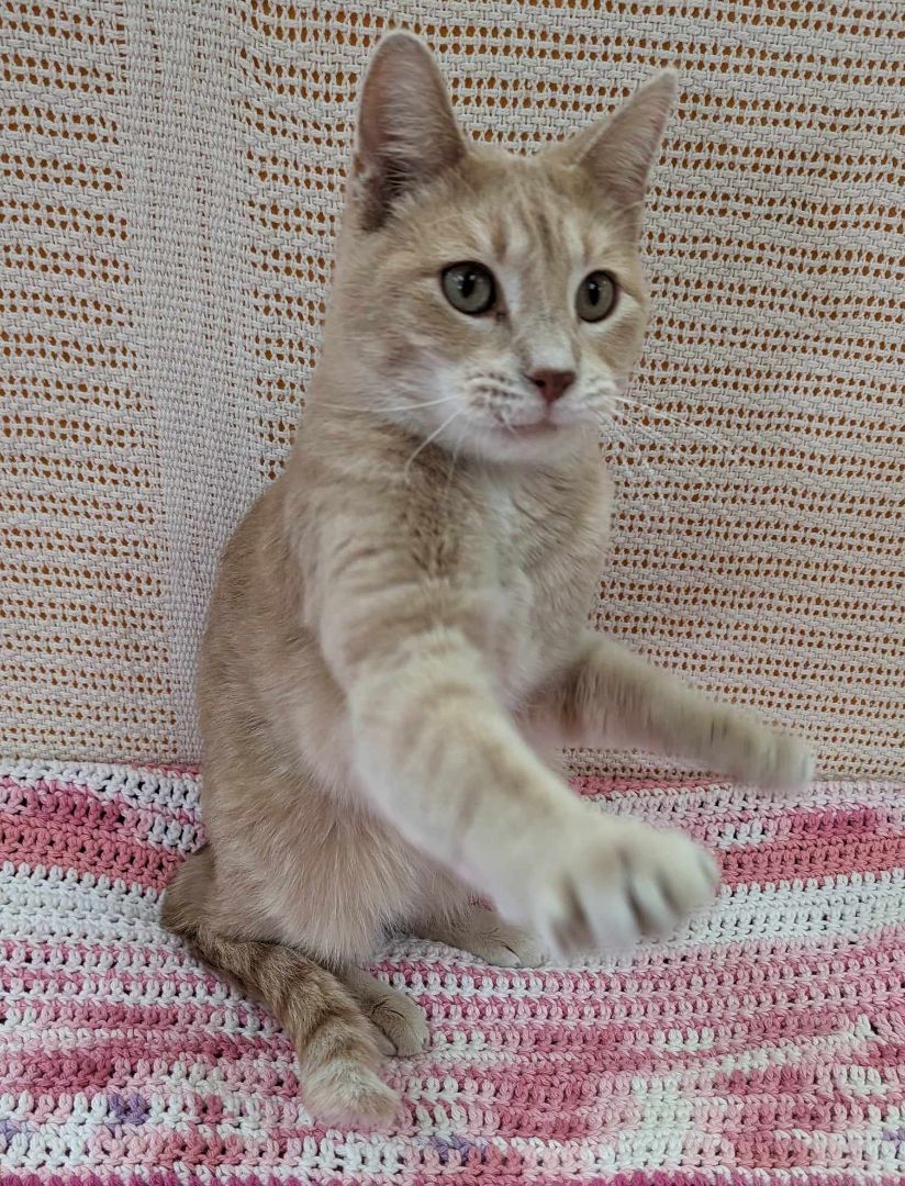 Clark County Humane Society Pet of the Week: Gryffindor - News ...