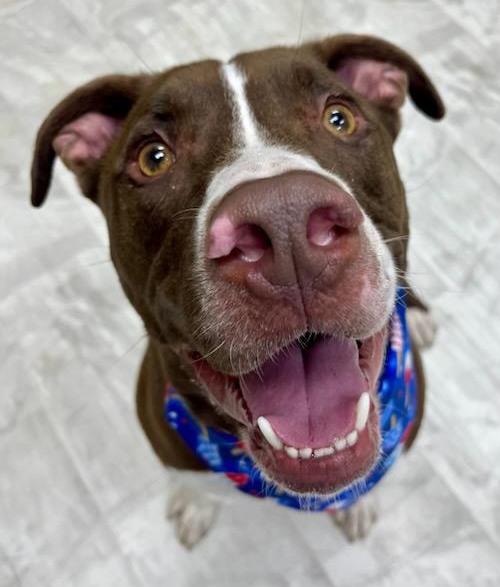 Clark County Humane Society Pet of the Week: Guess - News - Central ...