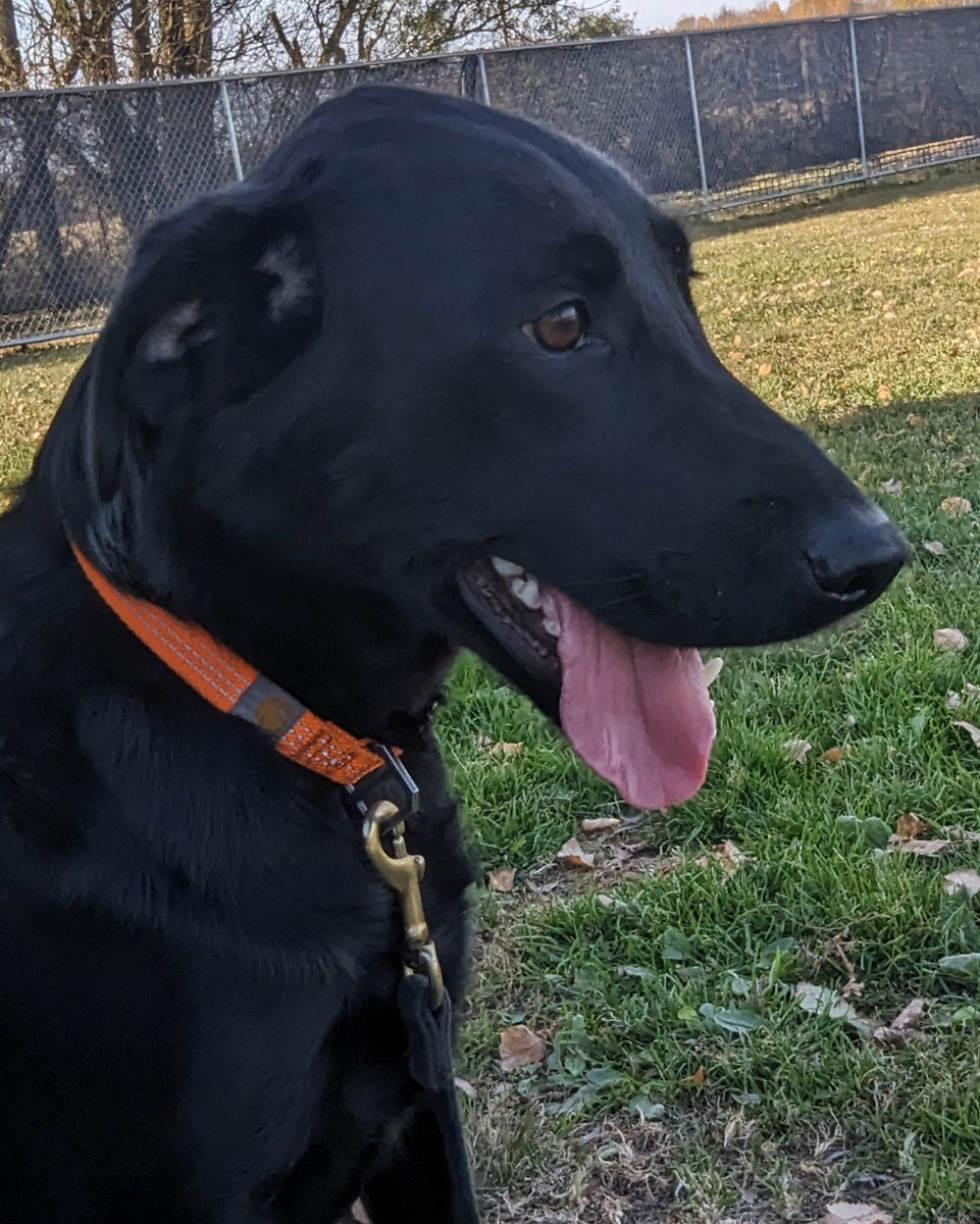 Clark County Humane Society Pet of the Week: Hera - News - Central ...
