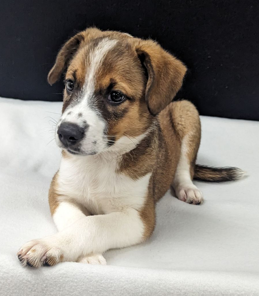 Clark County Humane Society Pet of the Week: Hotdog - News - Central ...