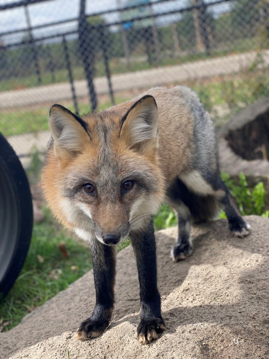 Wildwood Zoo Welcomes New Red Fox - News - Central Wisconsin Broadcasting