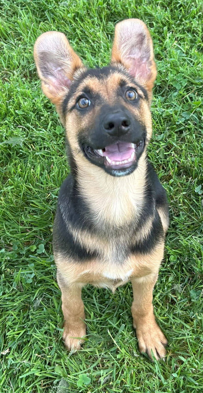 Clark County Humane Society Pet of the Week: Jessie - News - Central ...
