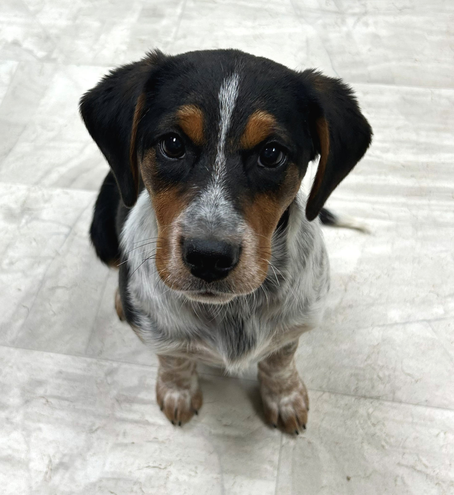 Clark County Humane Society Pet of the Week: Jingle - News - Central ...