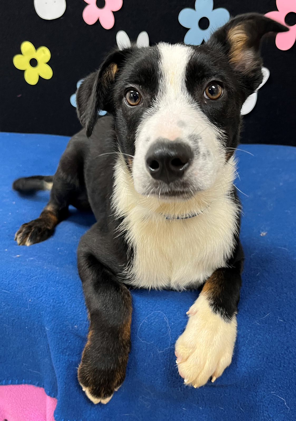 Clark County Humane Society Pet of the Week: Jughead - News - Central ...
