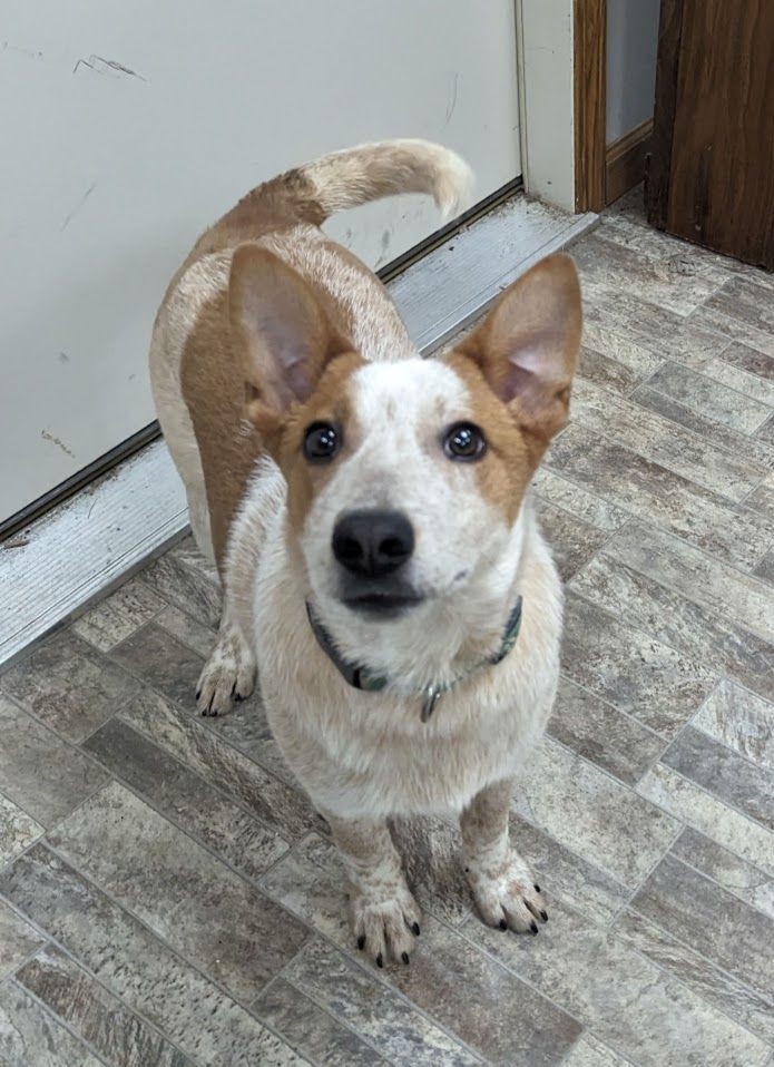 Clark County Humane Society Pet of the Week: Kenny - News - Central ...