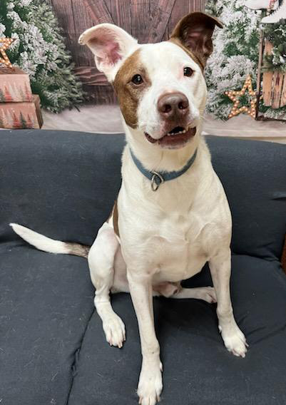 Clark County Humane Society Pet of the Week: Kobi - News - Central ...
