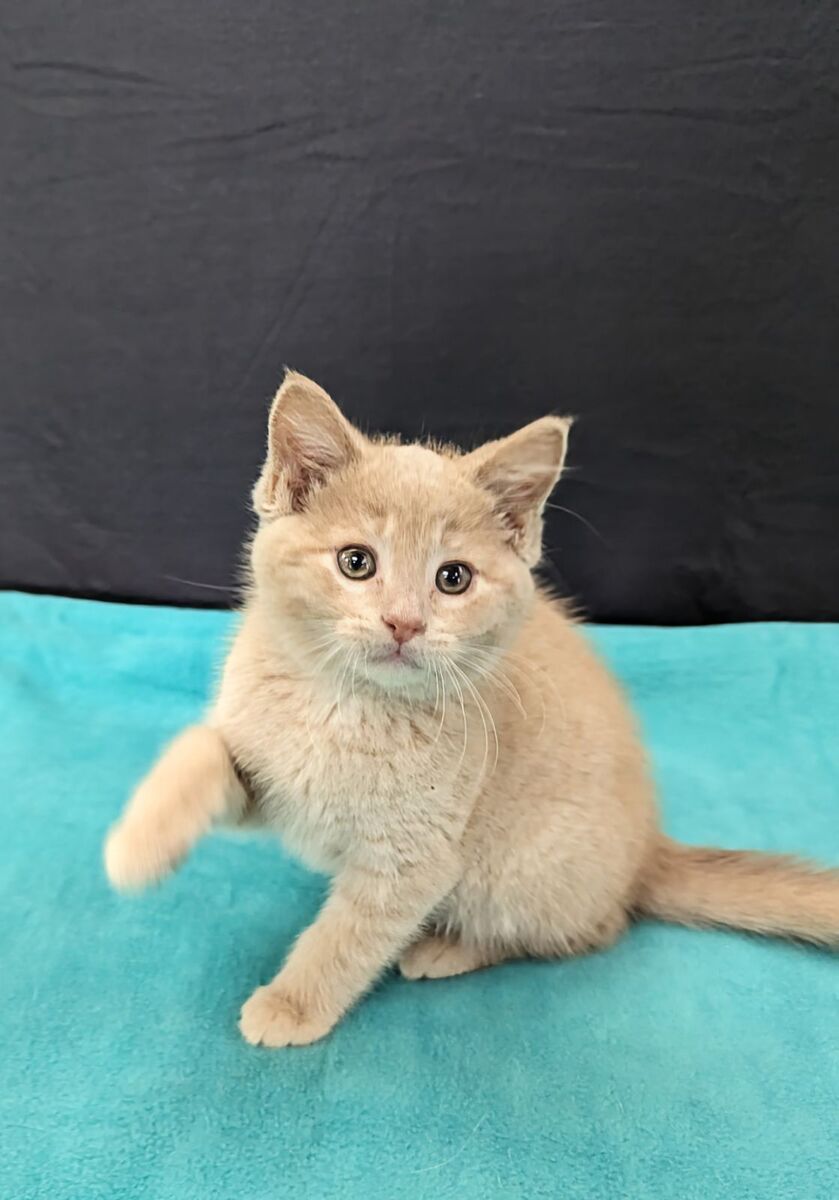 Clark County Humane Society Pet of the Week: Liberty - News - Central ...