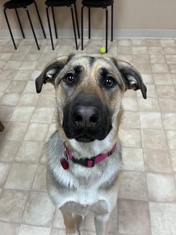 Clark County Humane Society Pet of the Week: Lilly - News - Central ...