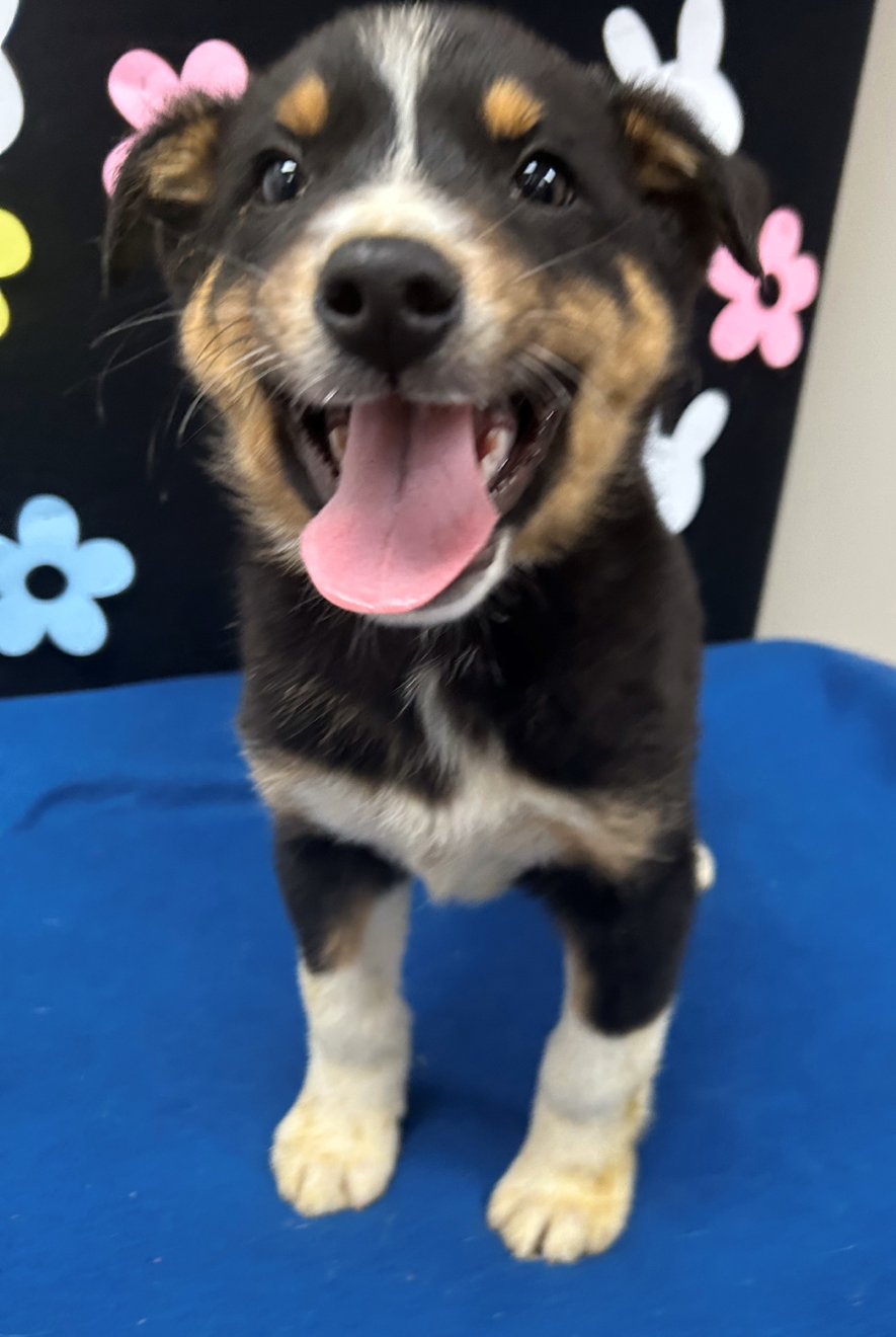 Clark County Humane Society Pet of the Week: Loretta - News - Central ...