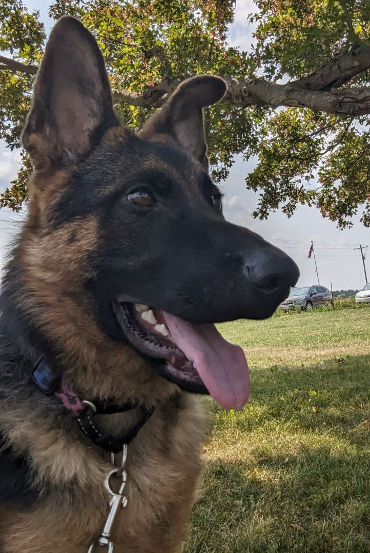Clark County Humane Society Pet of the Week: Max - News - Central ...