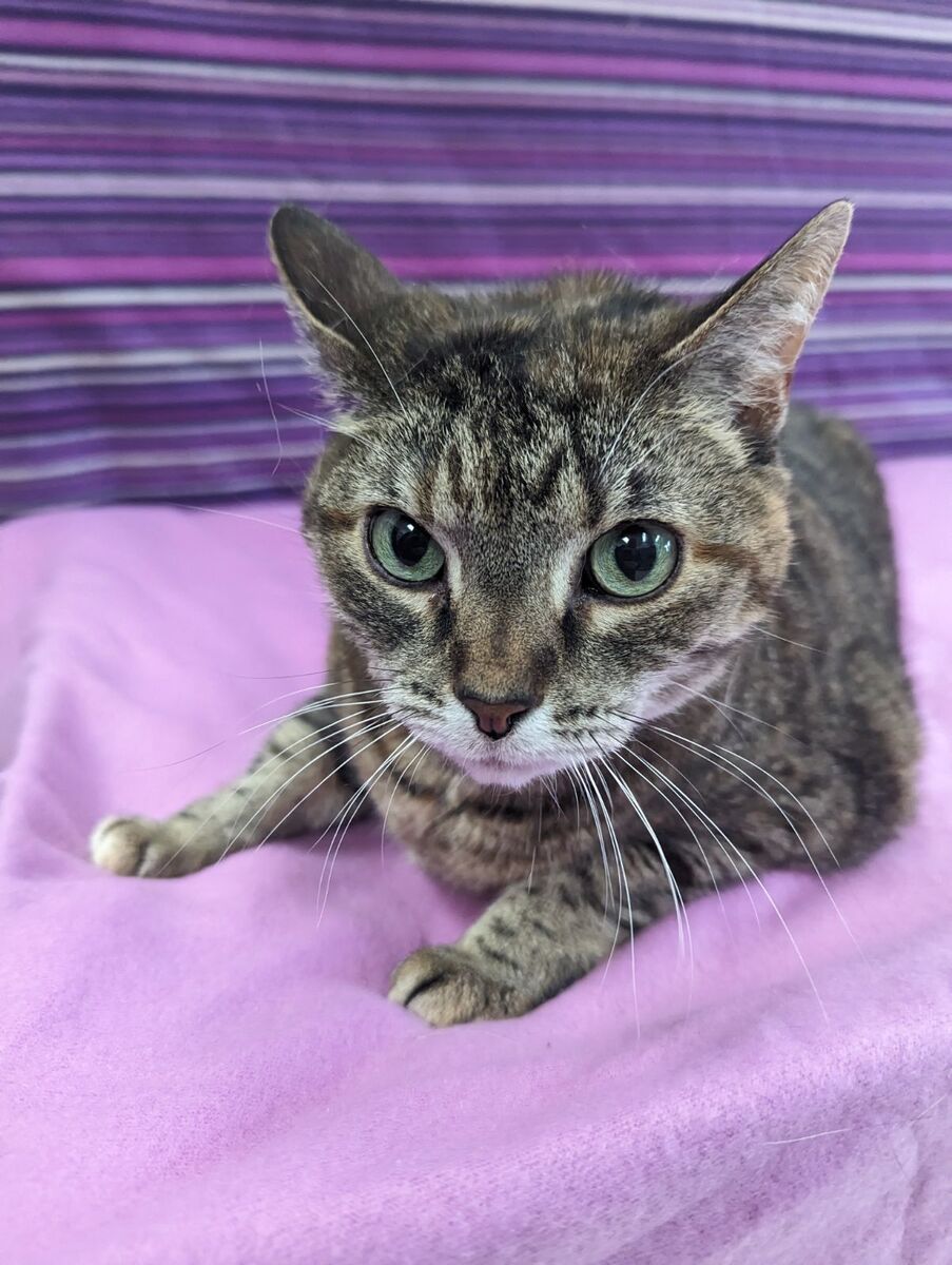 Clark County Humane Society Pet of the Week: Missy - News - Central ...
