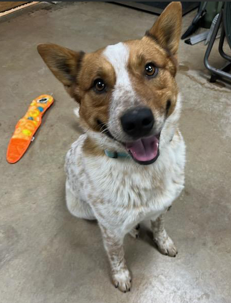 Clark County Humane Society Pet of the Week: Mister - News - Central ...