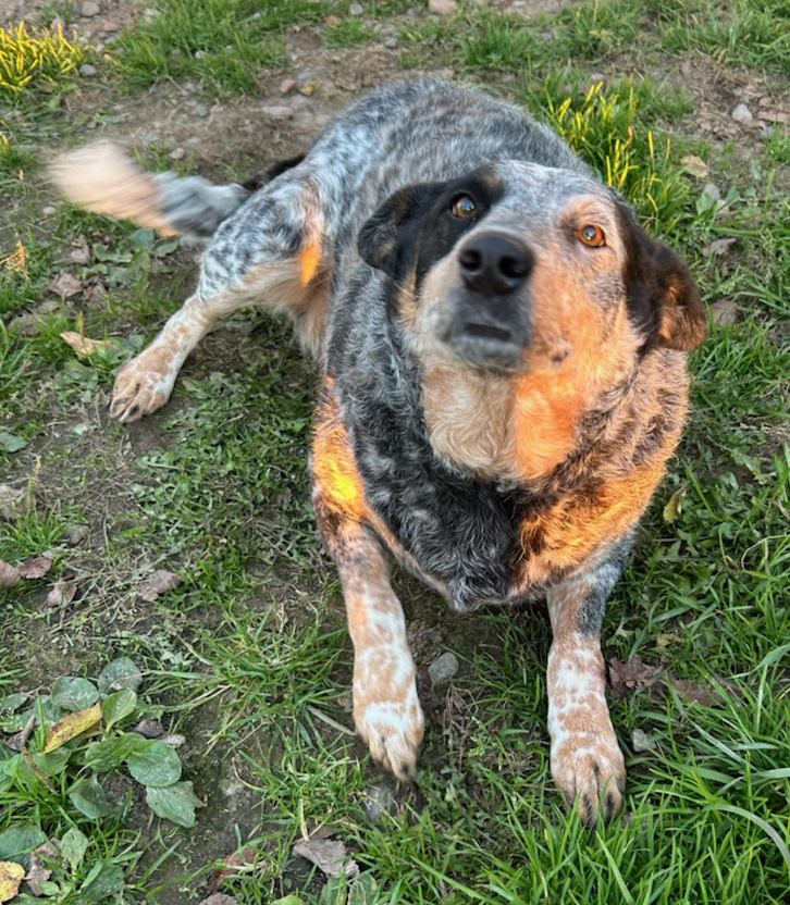 Clark County Humane Society Pet of the Week: Misty - News - Central ...