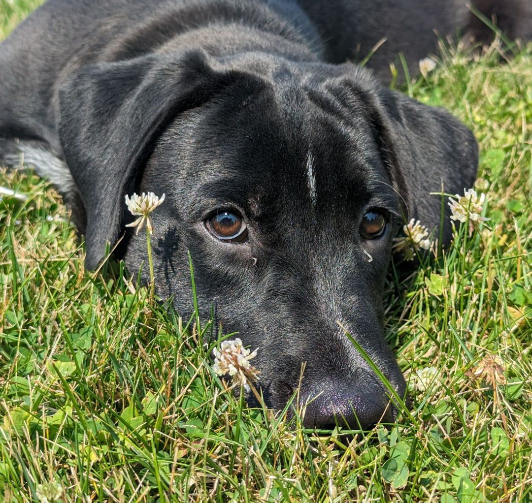 Clark County Humane Society Pet of the Week: Neil - News - Central ...